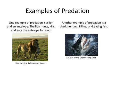 Ppt Organism Interactions Powerpoint Presentation Free Download Id