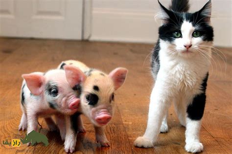 خوک فنجونی؛ کوچکترین خوک جهان که با برادر و خواهرش جفت‌گیری می‌کند و