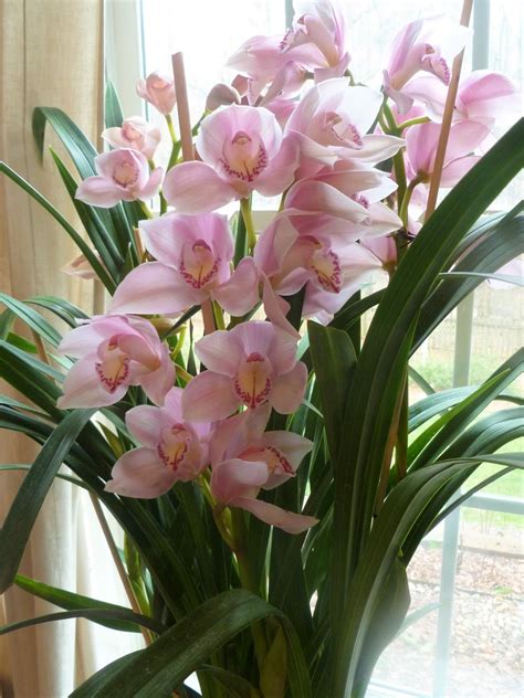 Lindaraxa Monday Orchidscymbidium