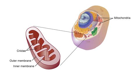 How Big Is A Mitochondria