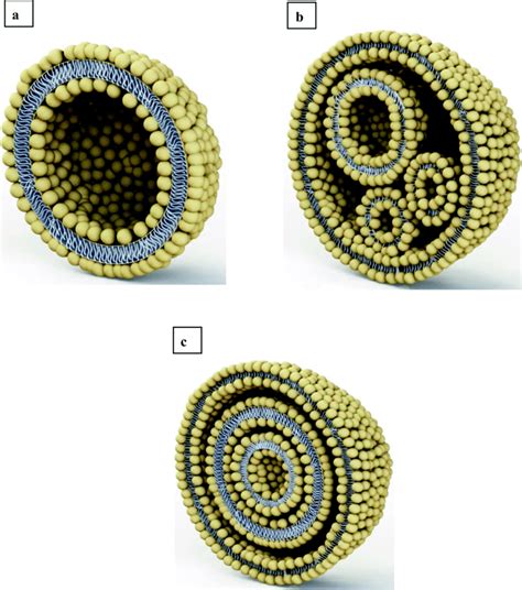 Classification Of Liposomes Based On Their Structure A Unilamellar Download Scientific Diagram