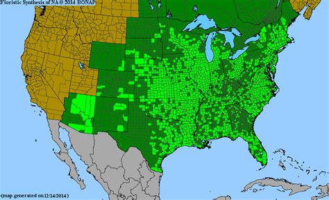 Purple Lovegrass Eragrostis Spectabilis