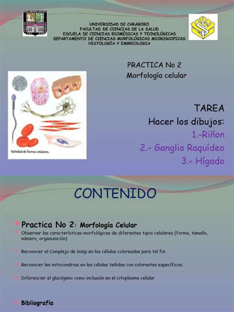 Prac No 2 Morfologia C Medicina Pdf Biología Celular Citoplasma