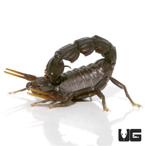 Black Fat Tail Scorpion Androctonus Bicolor For Sale Underground