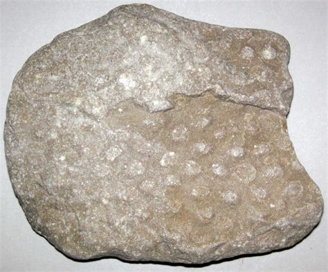 Stromatoporoid Probably The Traverse Group Middle Devoni Flickr