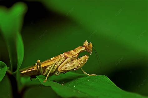 Macro Wildlife Background Images HD Pictures And Wallpaper For Free Download Pngtree