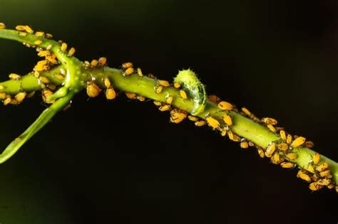 7 Ways To Kill Aphids Instantly Safe And Effective Methods