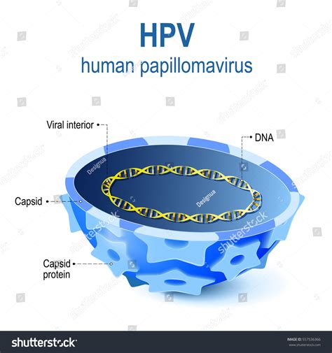 Hpv Virus Cell Structure