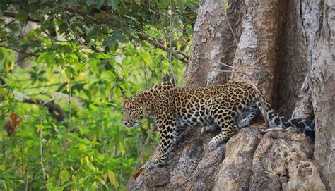 Wildlife Overflow Enriches Biodiversity Beyond Park Boundaries