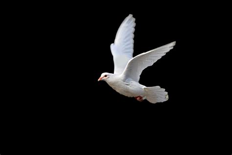 鸽子飞摄影图片公园生活摄影 niubaxiao 太平洋电脑网摄影部落