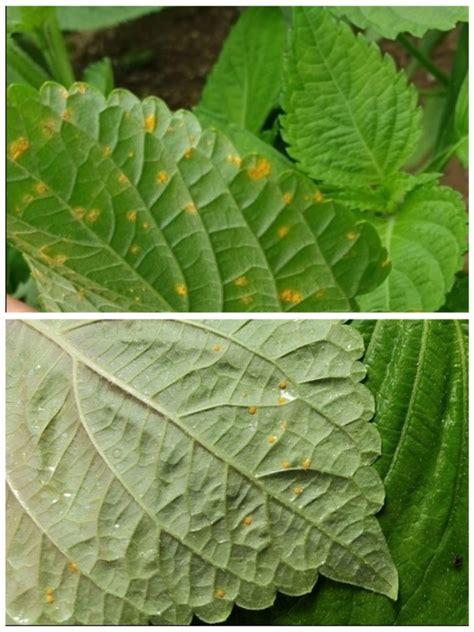 도시농의 주말농장 텃밭이야기 Band Page