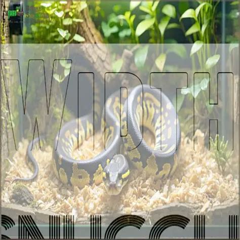 Ball Python Tank Size Guide To Proper Enclosures For Every Life Stage
