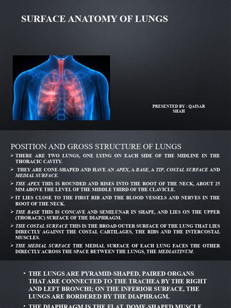 Surface Anatomy Of Lungs Pdf Lung Anatomy