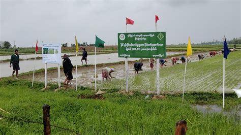 ရခိုင်ပြည်နယ် ရသေ့တောင်မြို့တွင် စိုက်ပျိုး‌‌ရေးဦးစီးဌာနမှ ညွှန်ကြားရေးမှူးချုပ် မျိုးစပါးစိုက်ပ