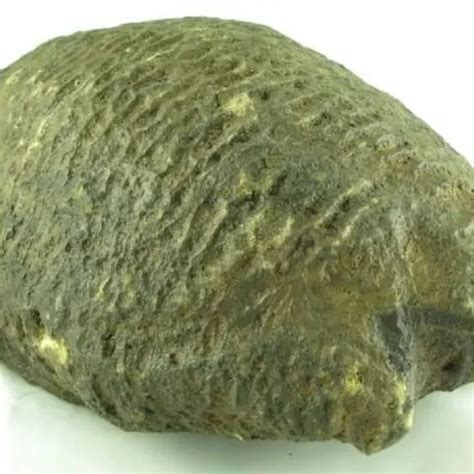 Fossilized Tortoise Type A Sold Healing Crystal Stones Fossilized Tortoise