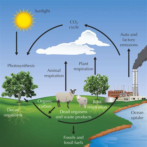 The Matter Cycle Flashcards Quizlet