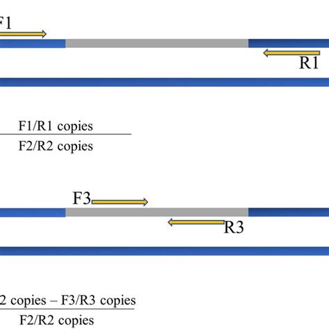 Primers Design For Ddpcr In Quantifying Low Level Mosaicism Liu Et Al