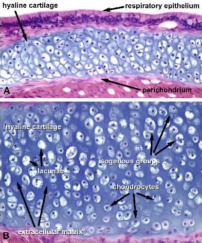 Perichondrium Histology