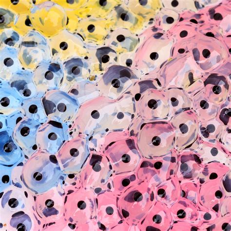 Tadpole Eggs Glass Frog Eggs Stock Image C0281653 Science Photo