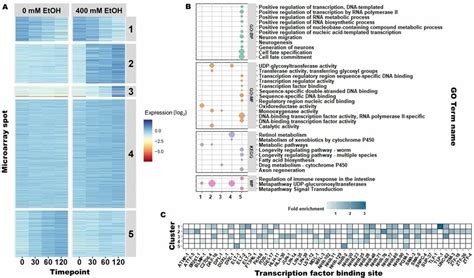 K Means Clustering Of Differentially Expressed Genes A Download