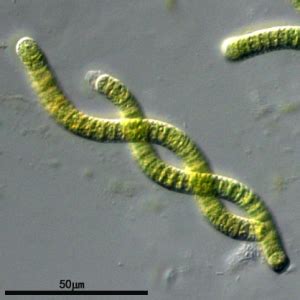 钝顶螺旋藻（gy D17 Spirulina Platensis） 上海光语生物科技有限公司