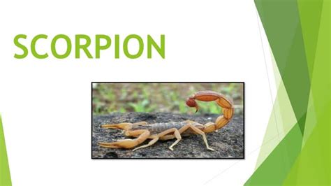 Phylum Sarcomastigophorapptx