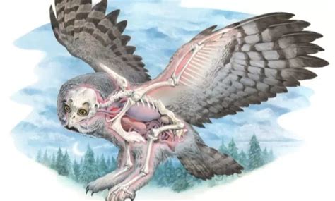 Owl Face Anatomy And Explanation Your Pet Planet