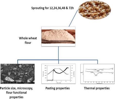 硬粒硬质小麦发芽的功能热和糊化特性随发芽时间的演变 International Journal of Food Science