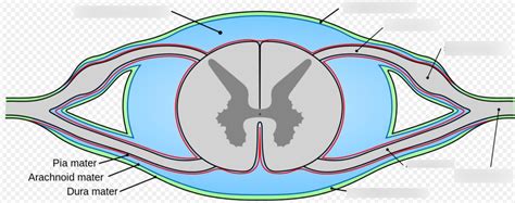 Transverse Section Of Spinal Cord Diagram Quizlet