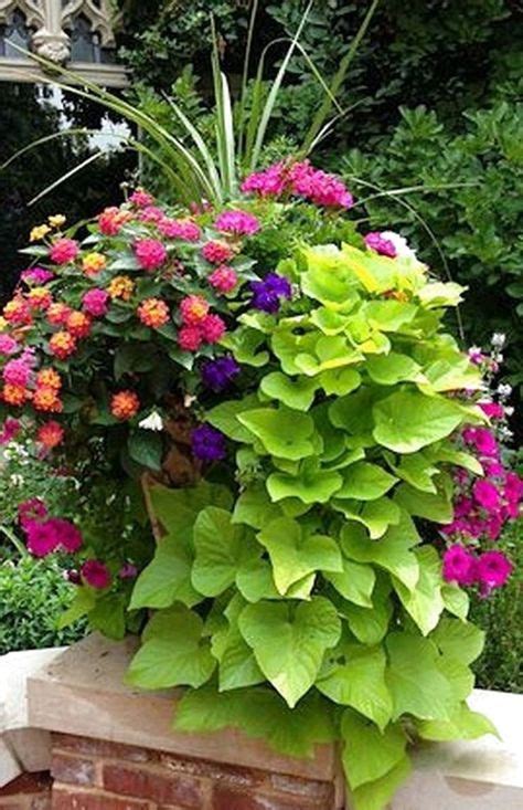 Discover 10 Plants Coleus Hosta And Plants Ideas Planting Flowers Container Gardening