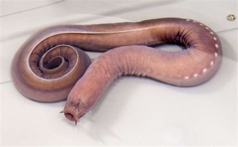 Hagfish Teeth