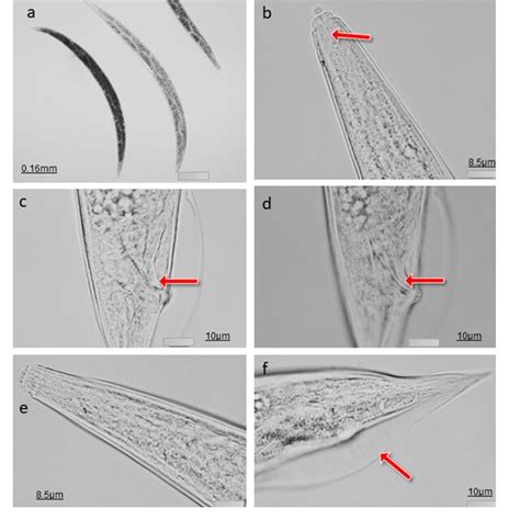 Nematode And Insect Galls A Ehrharta Villosa Grass Showing Nematode