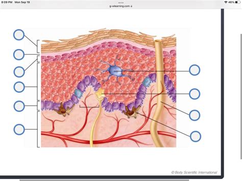 Label The Dermis Diagram Quizlet