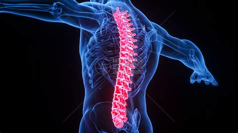 3d人体脊柱场景图片素材 正版创意图片401793155 摄图网