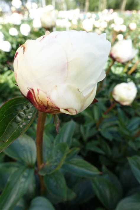 Peony Class Act Mid Green Works Specialist In Peonies