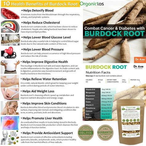 Burdock Root Benefits Burdock Growing Care And Benefits Plantura
