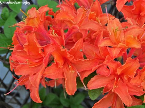 Canadiangardenjoy Explosive Colour What Do You Do With It