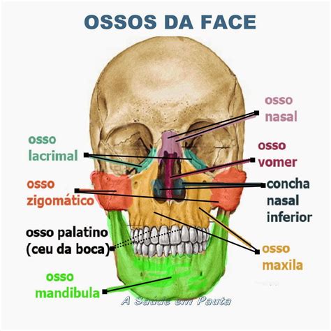 Qual Menor Osso Do Corpo Humano Binkedu