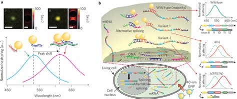 Schematic Design Of Sequence Selective Single Mrna Detection A