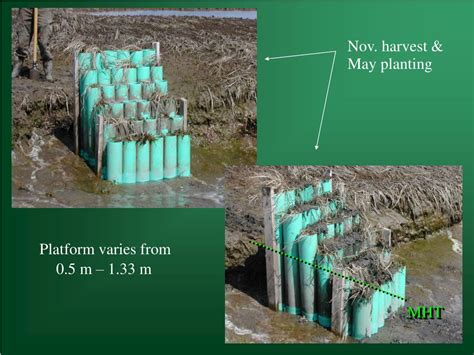 Ppt Macrophyte Performance As A Function Of Platform Elevation In