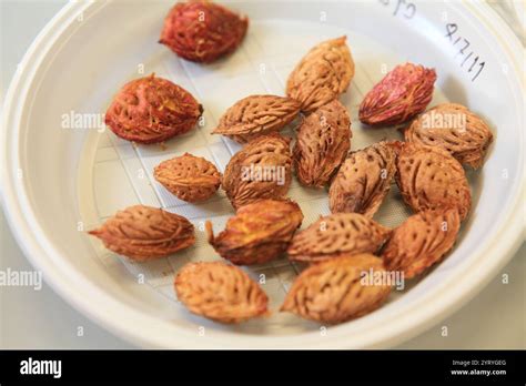 Peach Pits In White Bowl Display Interesting Textures And Patterns