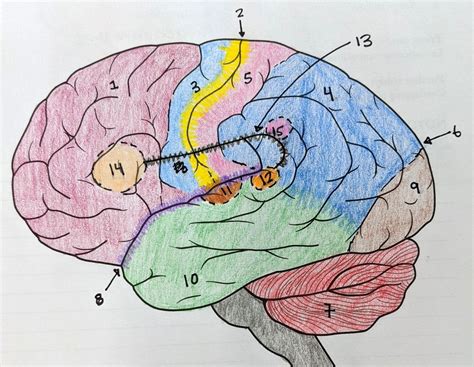 Cerebral Cortex Lateral View Diagram Quizlet