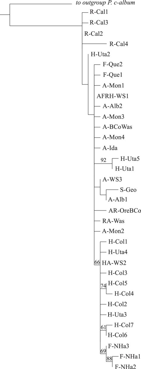 numbers above branches are bootstrap support values greater than 50