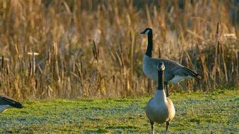 The Differences Between Ducks Geese And Swans A Closer Look