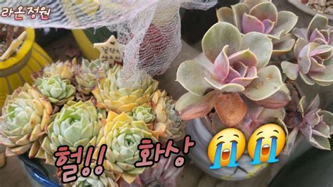 240421 실외기위 흰 망사 안에서 화상입은 다육이들 다육 다육식물 다육이succulent Korean Succulent Plants 多肉植物 베란다다육