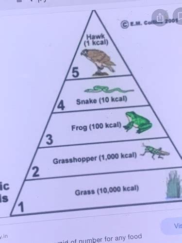 Trophic Levels Flashcards Quizlet