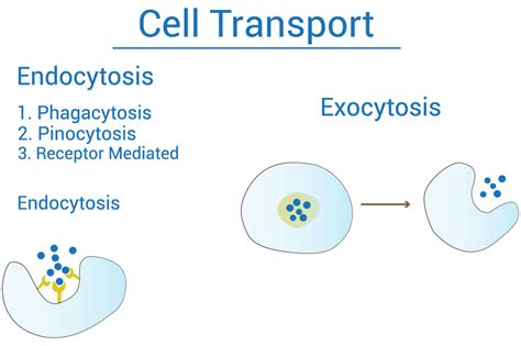 Phagocytosis Diagram