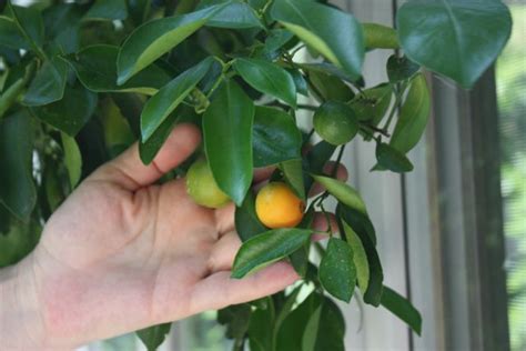 216 Best Images About Citrus Trees On Pinterest