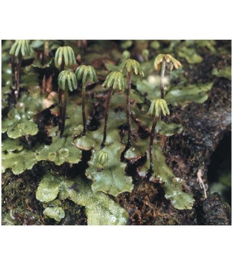 Ch And Lab Review Flashcards Quizlet