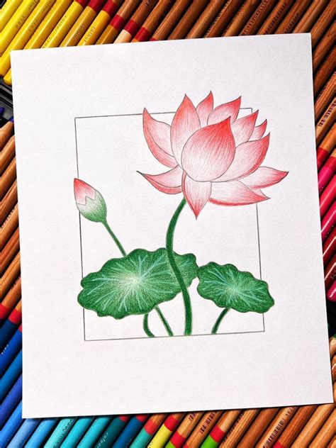 莲的简笔画涂色（推荐16张） 简笔画图片大全